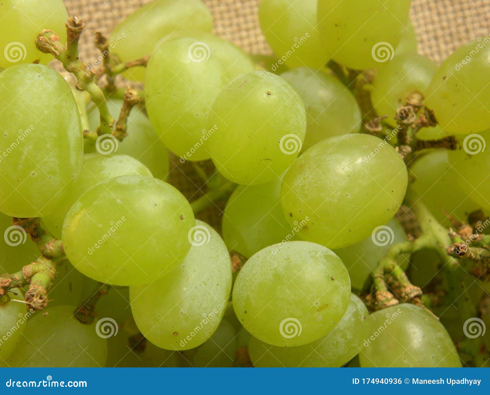 Thompson Seedless Grapes Stock Photography | CartoonDealer.com #32666744 Thompson Seedless Grapes Stock Photography | CartoonDealer.com #32666744
