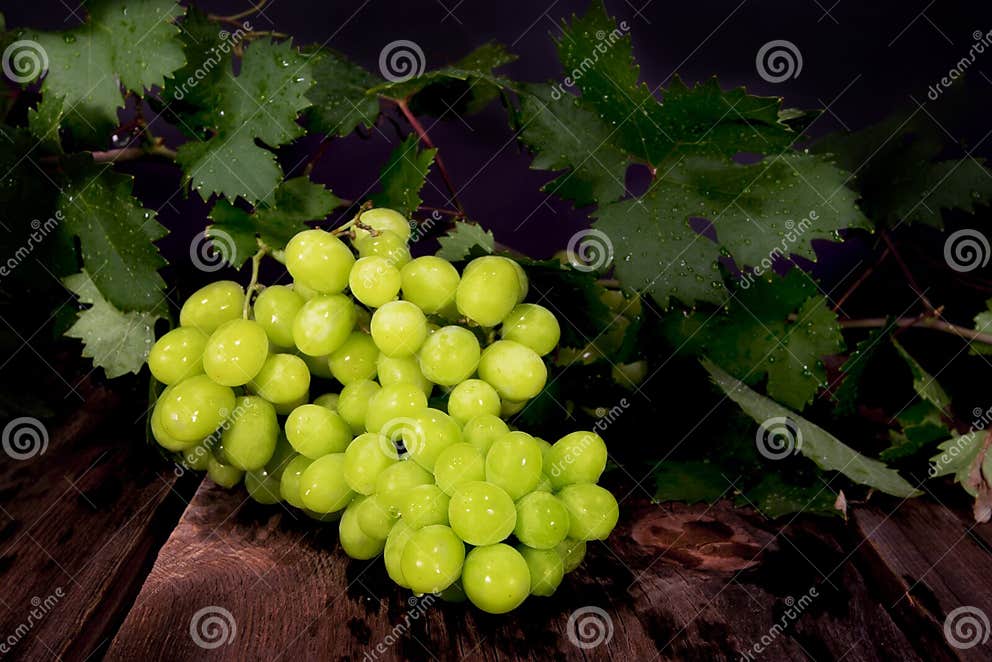 Thompson Seedless Grapes stockfoto. Bild von landwirtschaftlich - 32666744