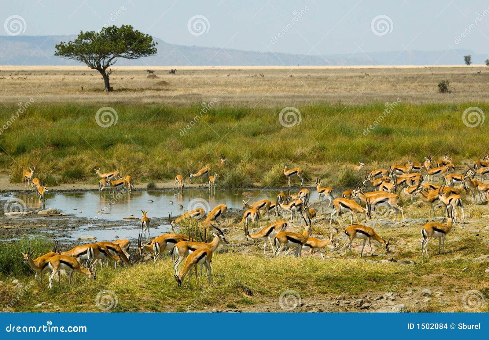 Thompsons Gazellen stockfoto. Bild von safari, wasser - 1502084