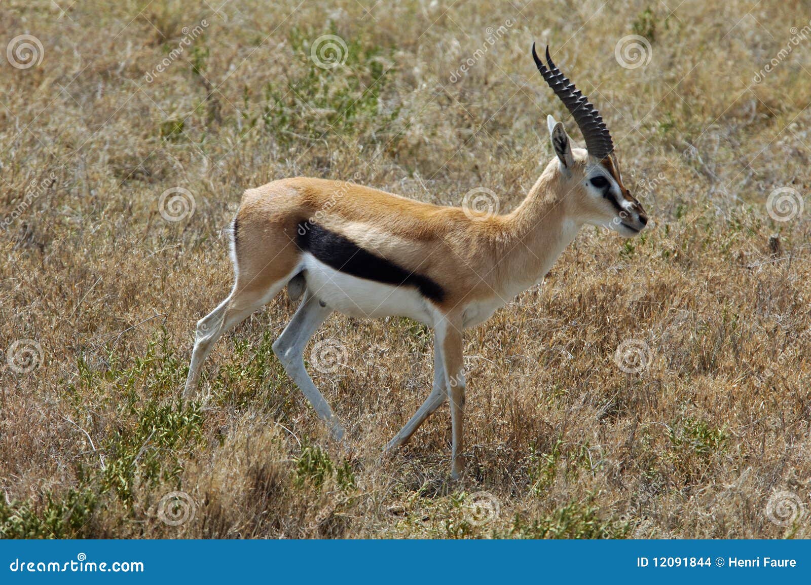 Thomson gazelle stock photo. Image of horn, park, antelope - 12091844