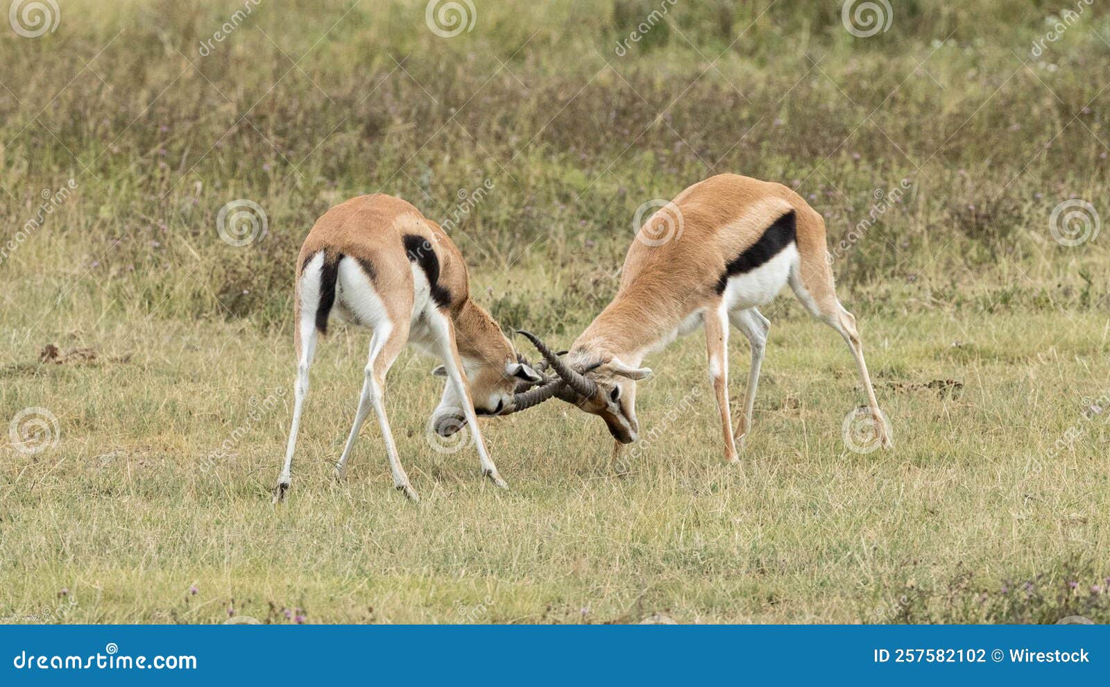 Gazelle Fighting Stock Photography | CartoonDealer.com #30520322