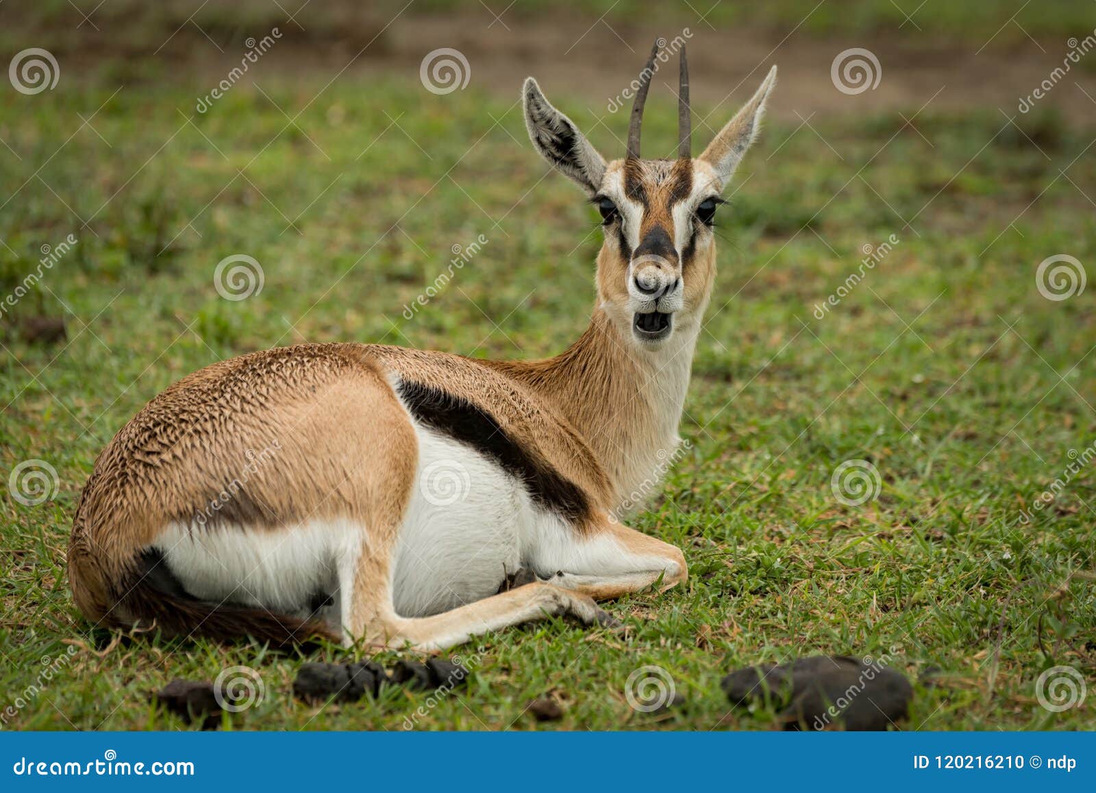 Thomson Gazelle Opens Mouth Lying on Grass Stock Photo - Image of plain ...