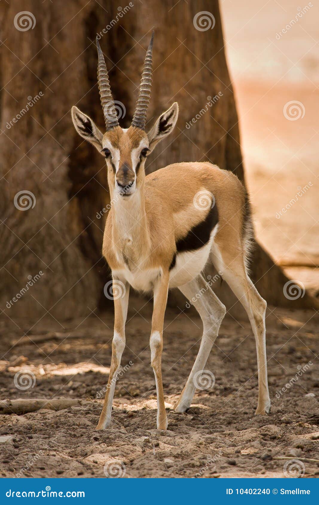 Thomson s Gazelle stock photo. Image of ethiopia, herbivore - 10402240