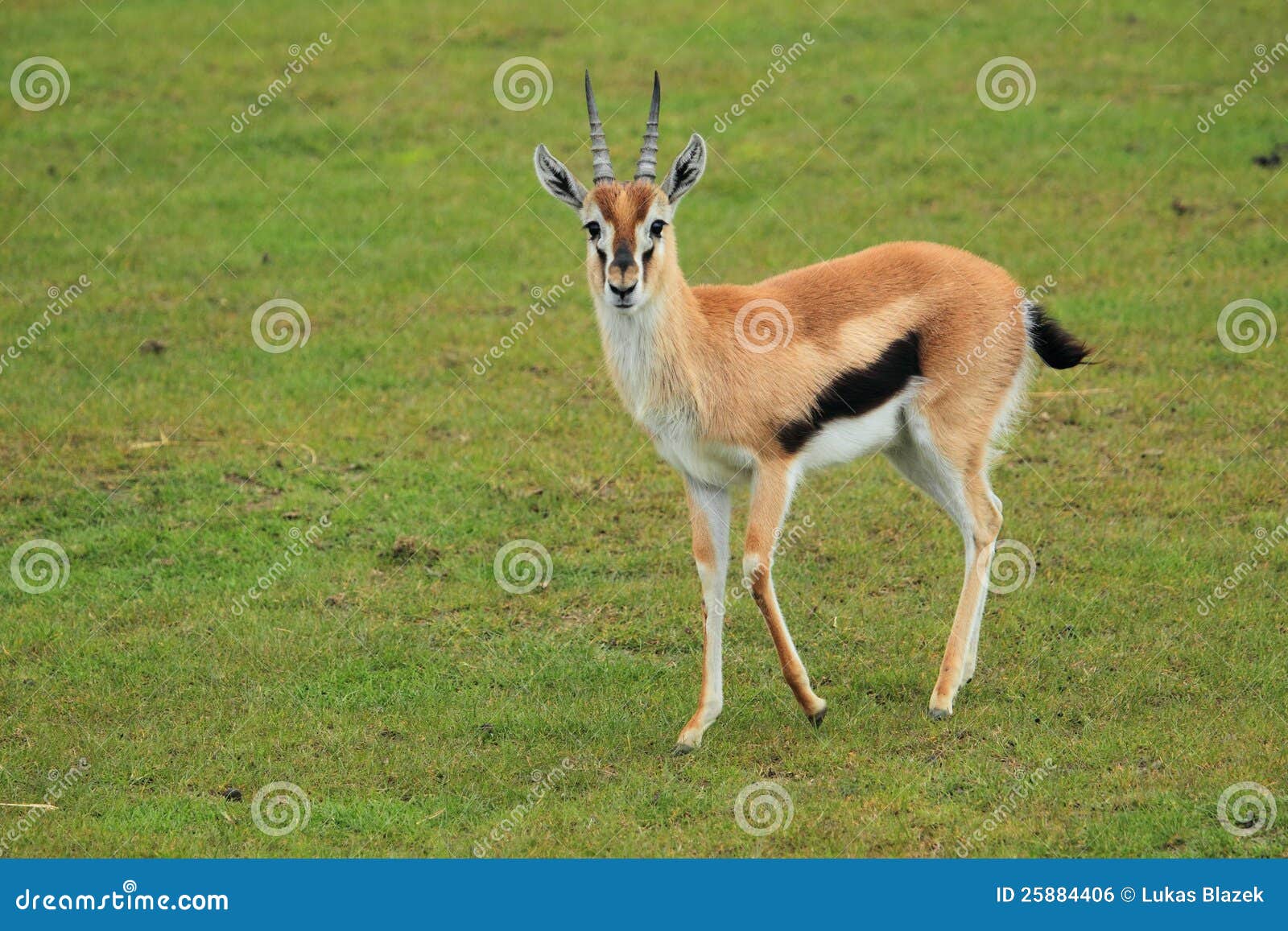 Thomson s gazelle stock photo. Image of gazing, gazelle - 25884406