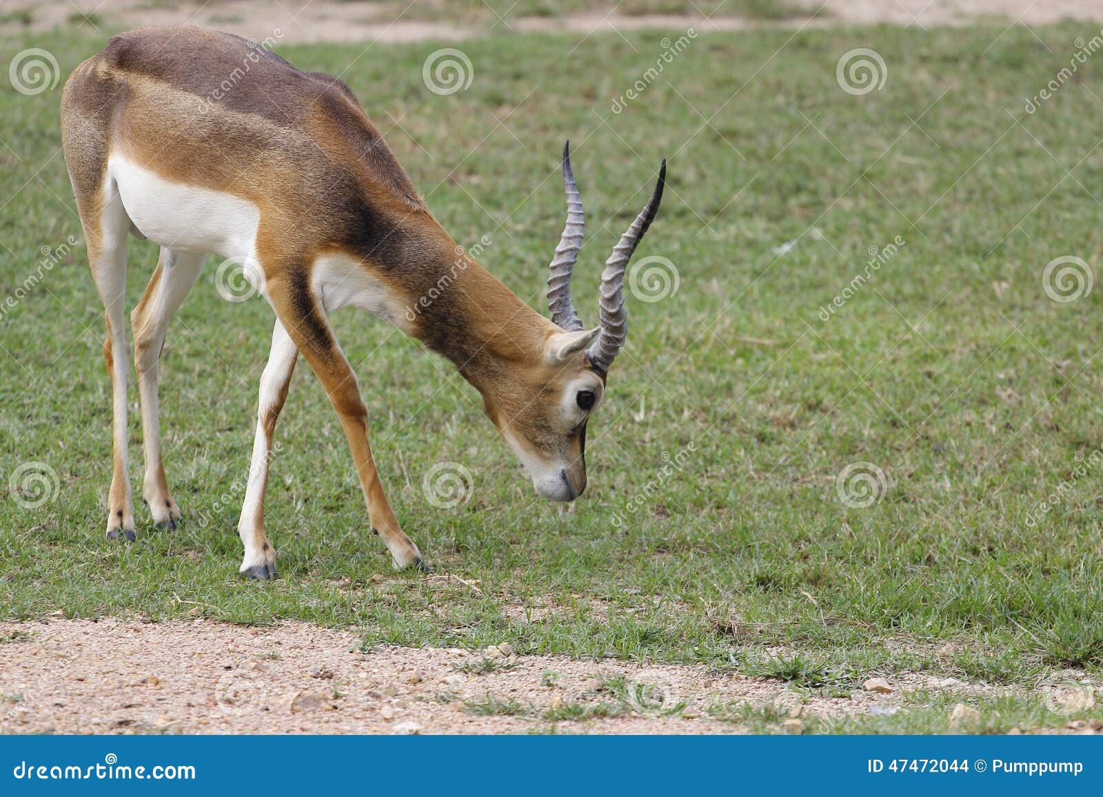 Thomson S Gazelle Eat Grass Stock Photo - Image of male, wildlife: 47472044