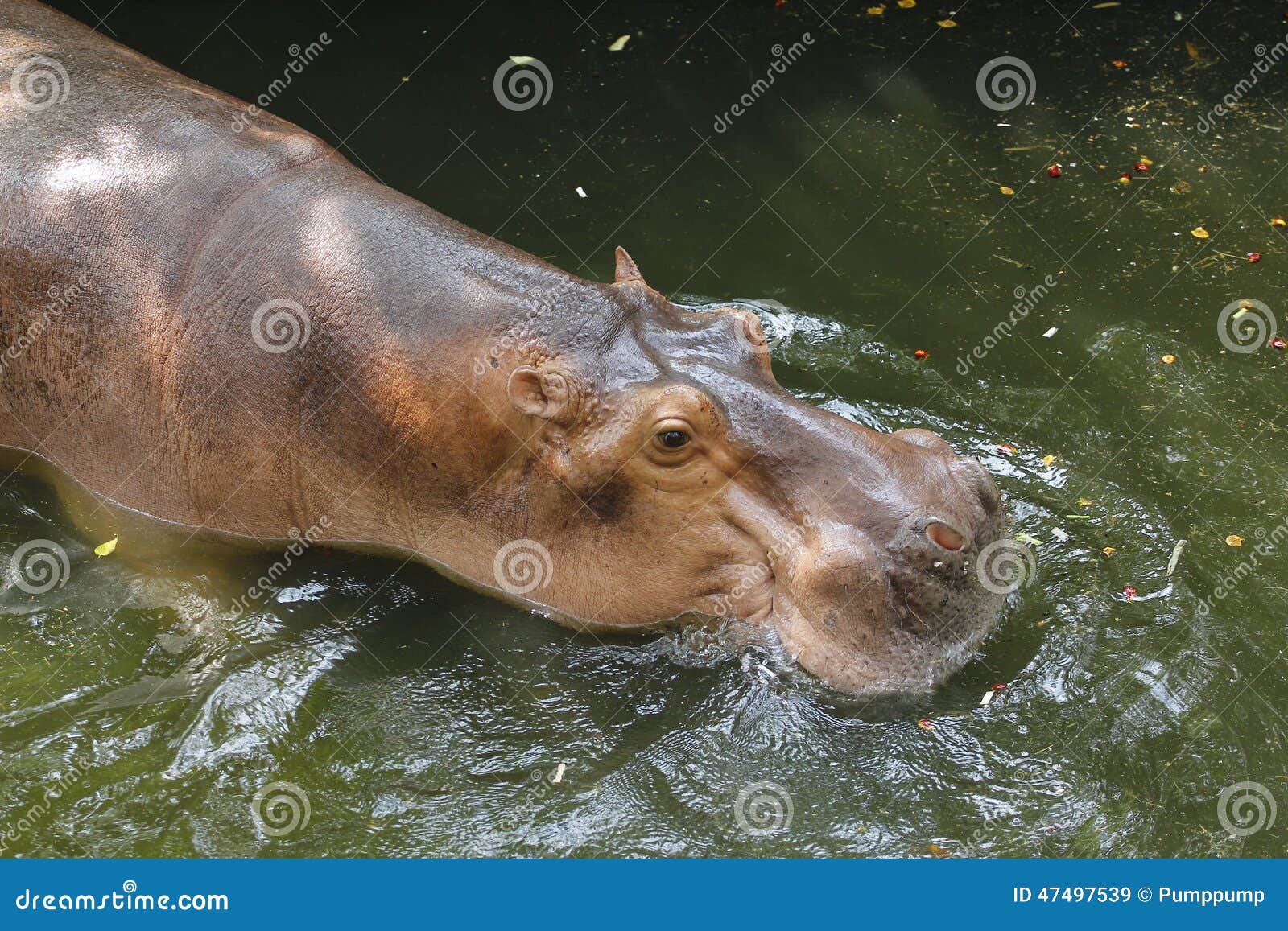 Thomson S Gazelle Eat Grass Stock Image - Image of grass, portrait ...