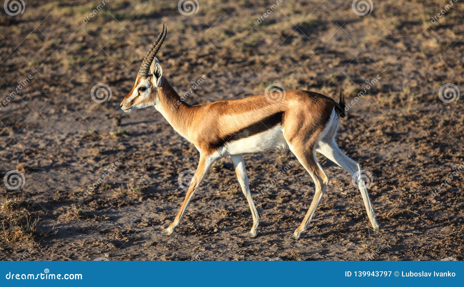 Thomson`s Gazelle Eudorcas Thomsonii Walking on Ground with No Grass ...