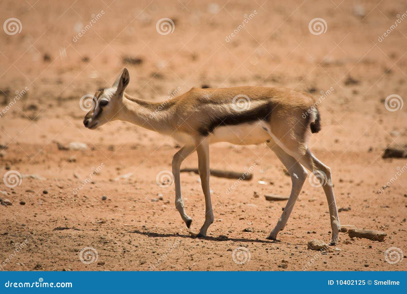 Thomson s Gazelle female stock image. Image of female - 10402125
