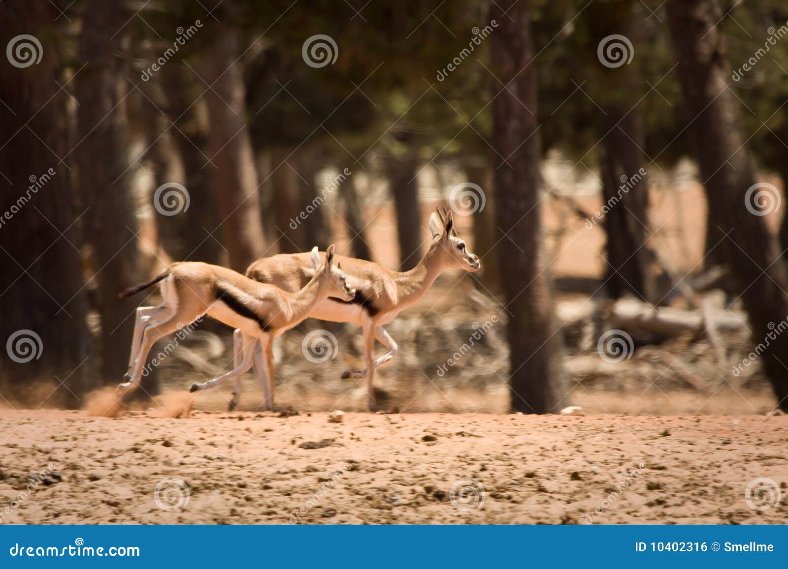 Gazelle Running Stock Photos - Download 604 Royalty Free Photos