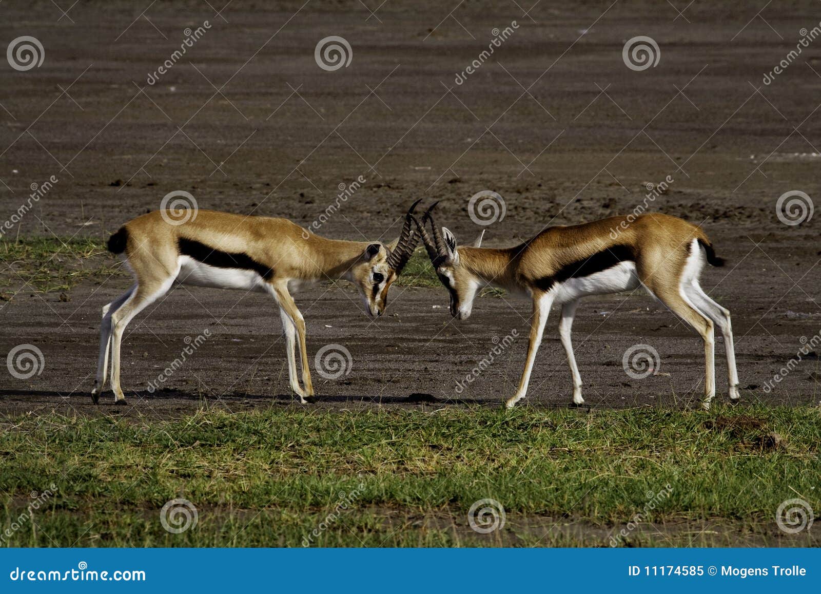 Thomson S Gazelles Fighting Stock Image - Image of savanna, africa ...