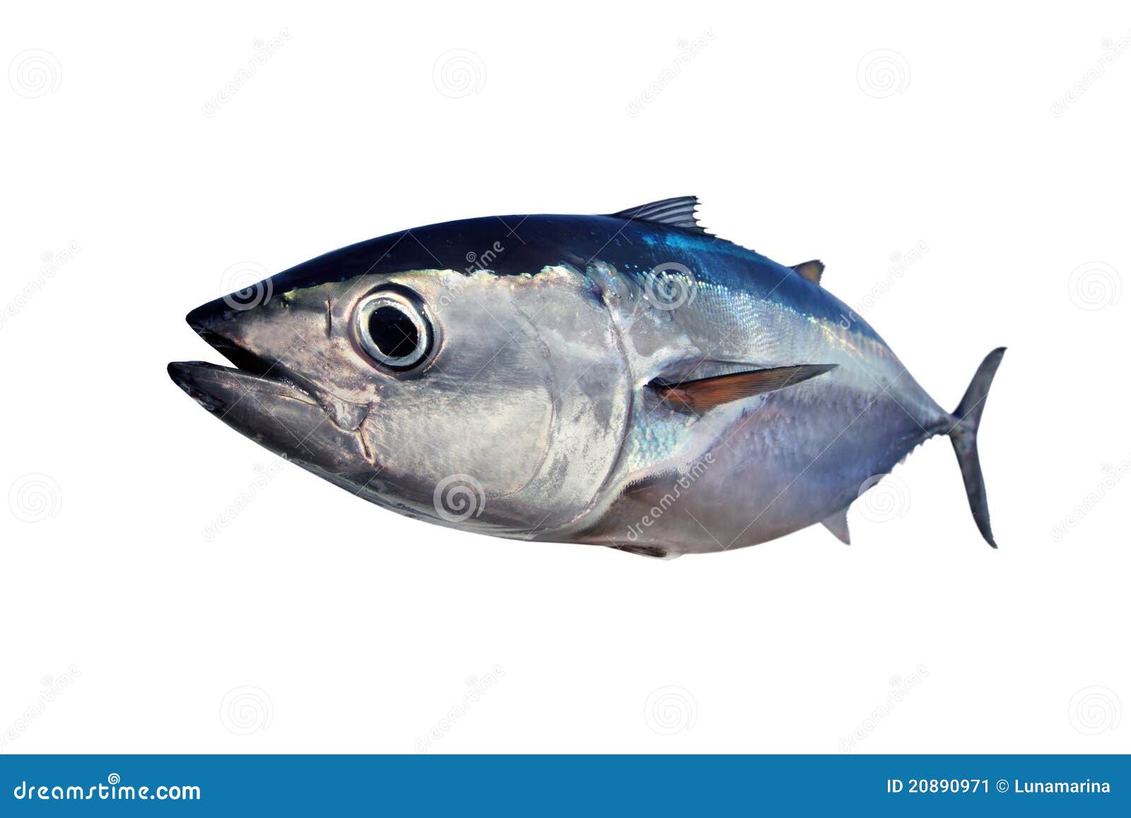 Thon D'isolement Sur Le Fond Blanc Image stock - Image du grand ...