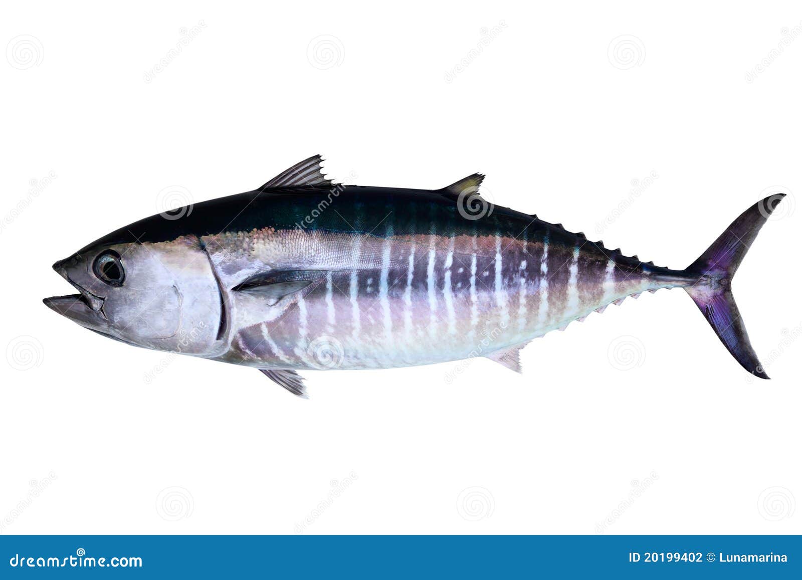 Thon De Thonine D'isolement Sur Le Fond Blanc Photo stock - Image du ...