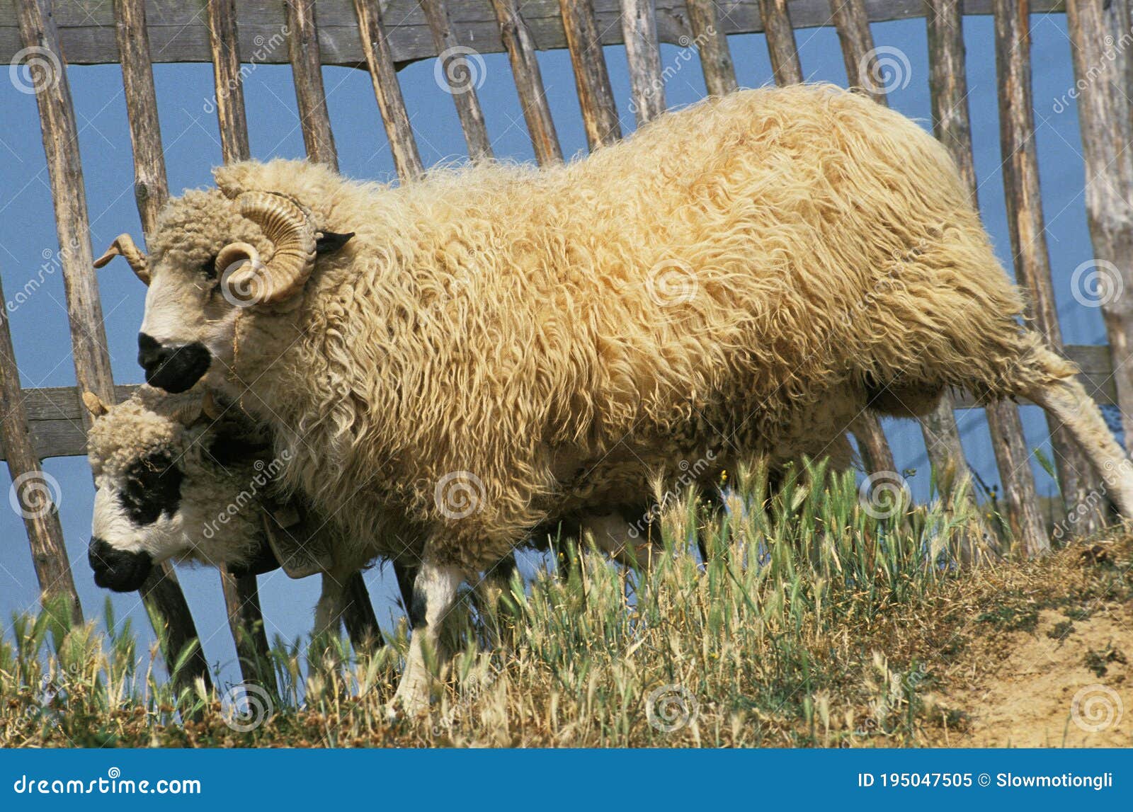 Thones Marthod Sheep, Ewe and Ram Stock Image - Image of ovine, mammal ...