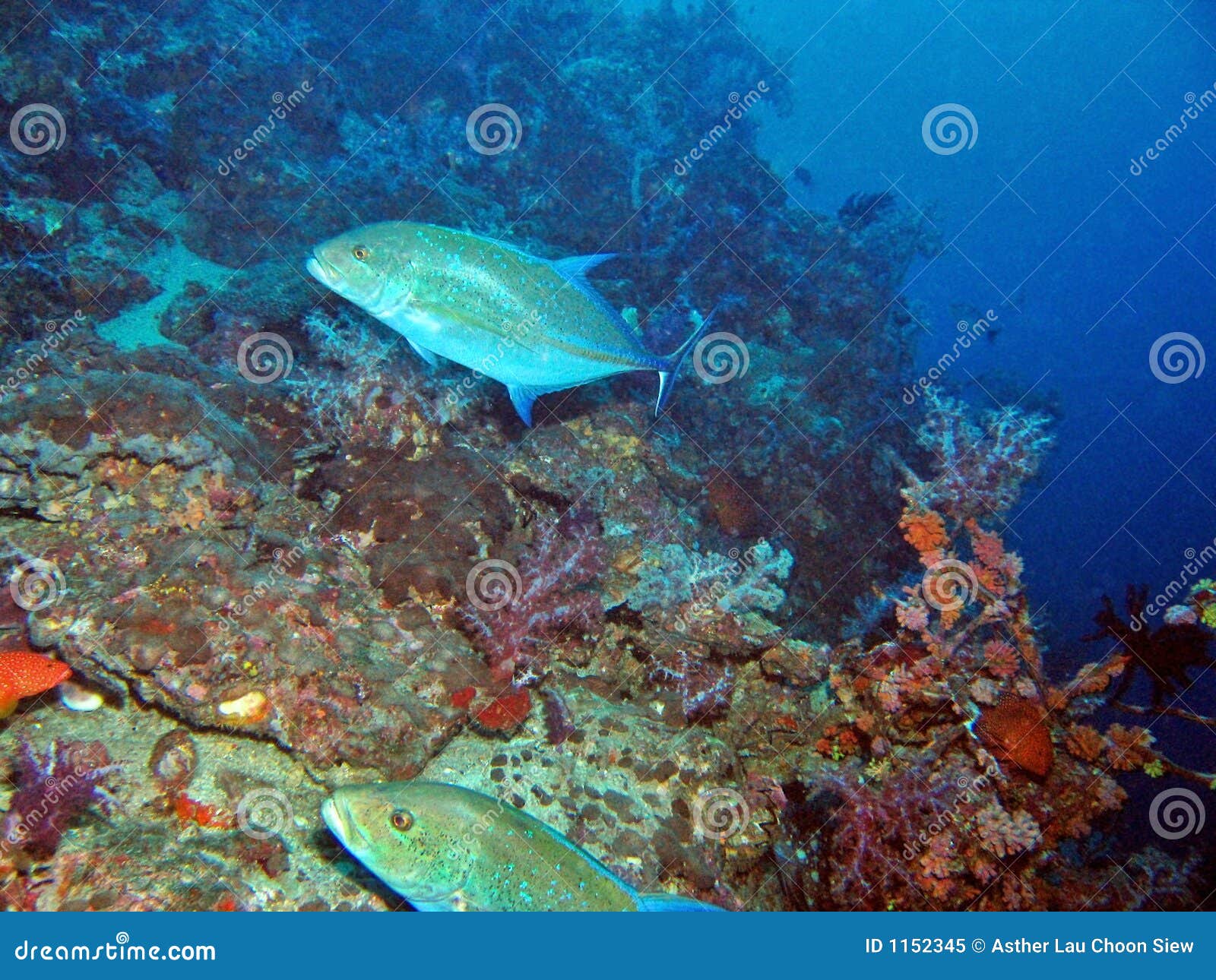 Thonine Trevallies image stock. Image du aquatique, corail - 1152345