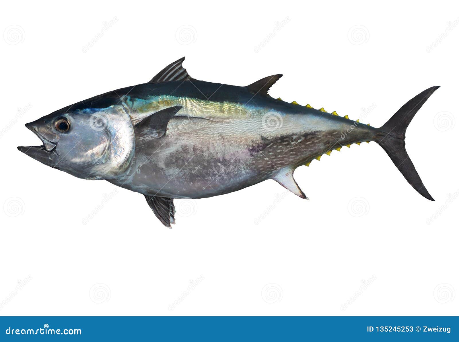 Thons De Thonine D'isolement Sur Le Fond Blanc Image stock - Image du ...