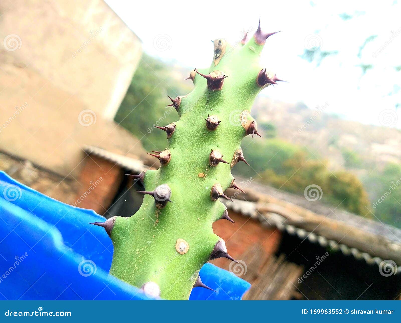 Thor Plant Tree Healthy Agriculture Stock Photo - Image of plant ...