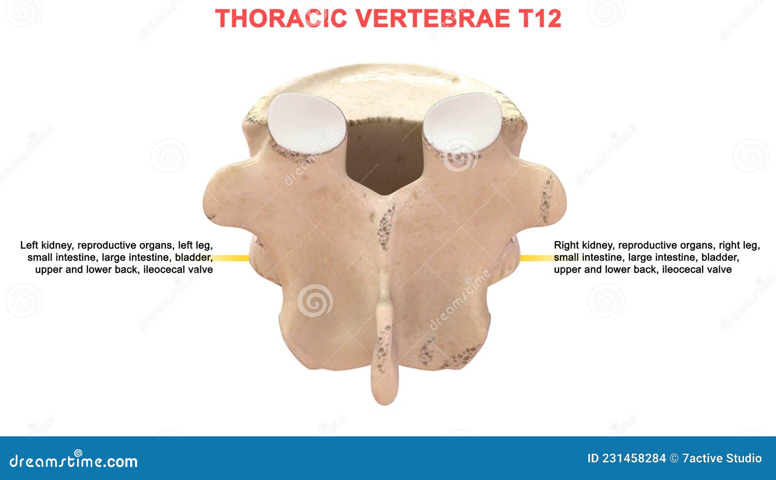 Thoracale Wervels of Thoracale Wervelkolom T12 Stock Illustratie ... Thoracale Wervels of Thoracale Wervelkolom T12 Stock Illustratie ...