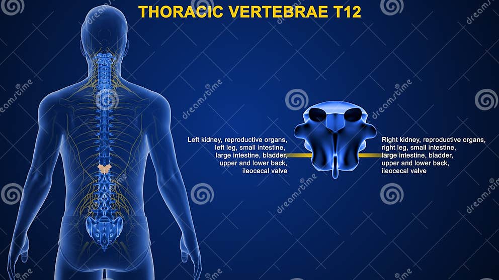 Thoracale Wervels of Thoracale Wervelkolom T12 Stock Illustratie ... Thoracale Wervels of Thoracale Wervelkolom T12 Stock Illustratie ...