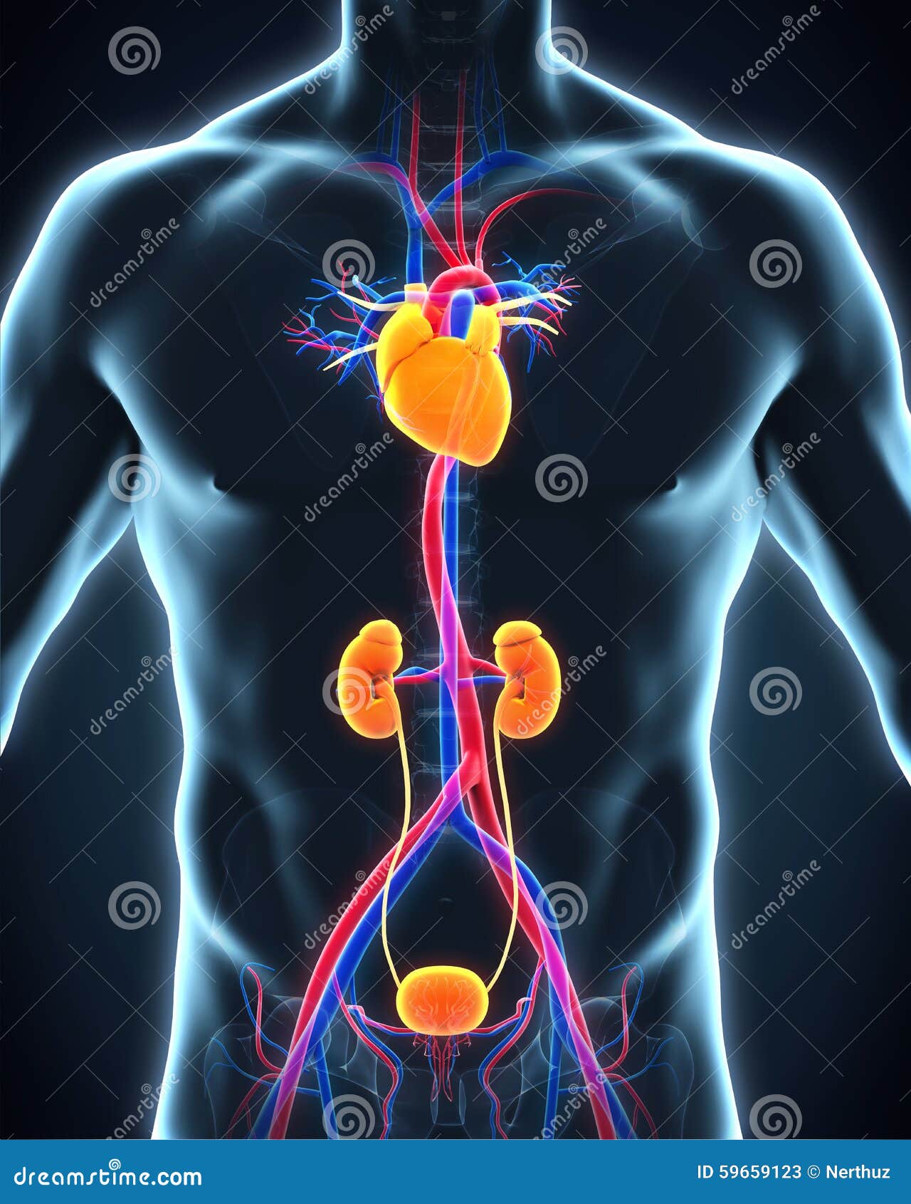 Aorta Stock Illustrations – 3,621 Aorta Stock Illustrations, Vectors ...
