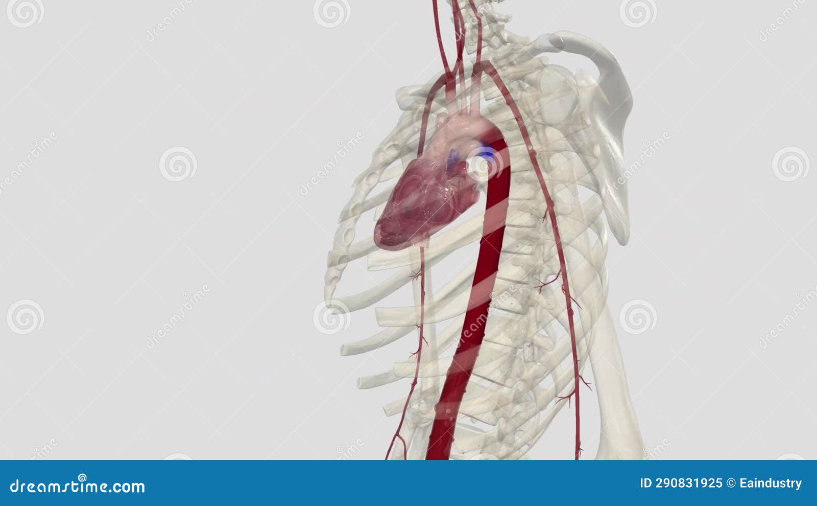 The Thoracic Aorta is a Part of the Aorta Located in the Thorax. it is ...