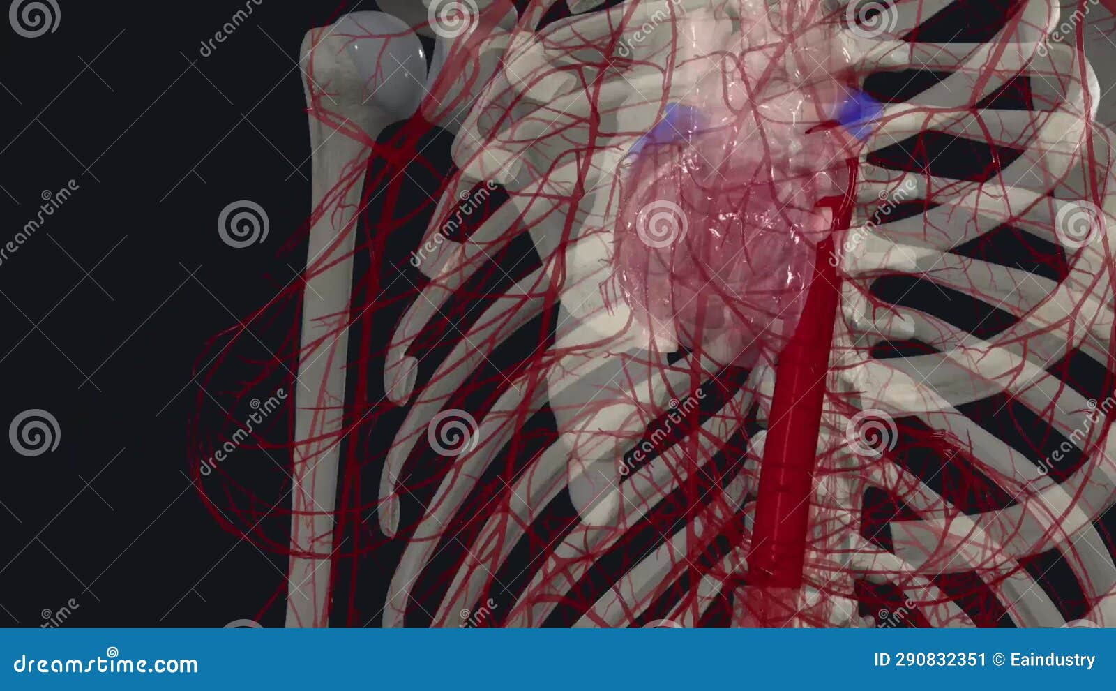 The Thoracic Aorta is a Part of the Aorta Located in the Thorax. it is ...