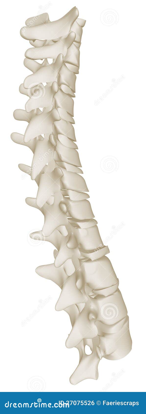 The Thoracic Curve of the Human Spine Stock Illustration - Illustration ...