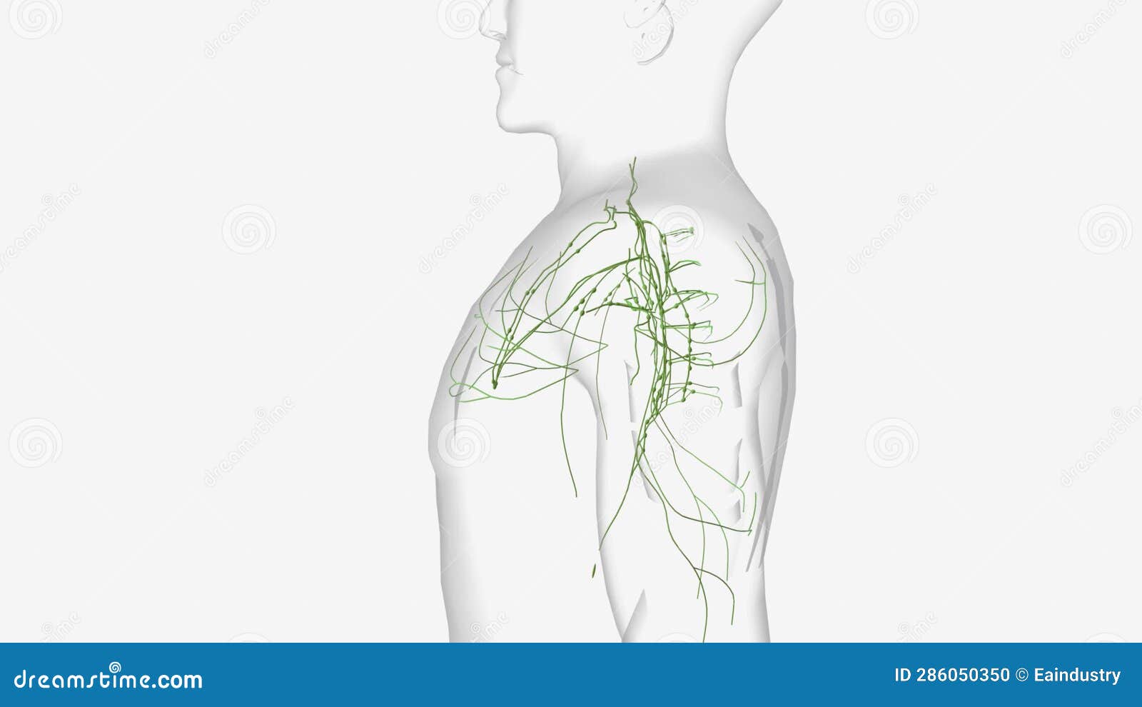 Thoracic Lymph Nodes are Separated into Two Types: Parietal Lymph Nodes ...