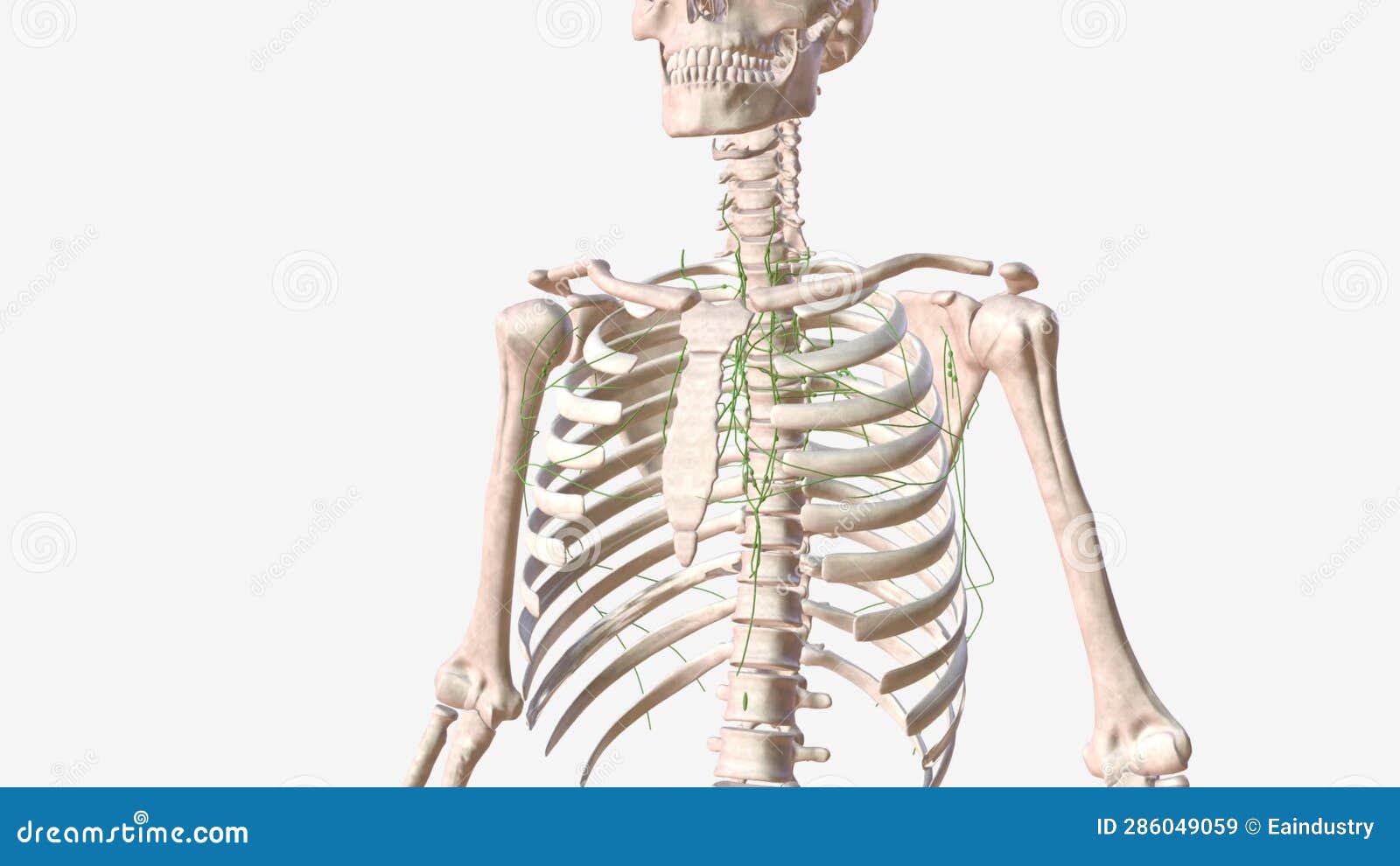 Thoracic Lymph Nodes are Separated into Two Types: Parietal Lymph Nodes ...