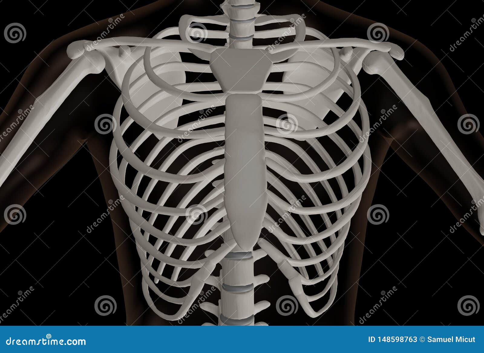 Thoracic Part of the Human Skeleton Stock Illustration - Illustration ...