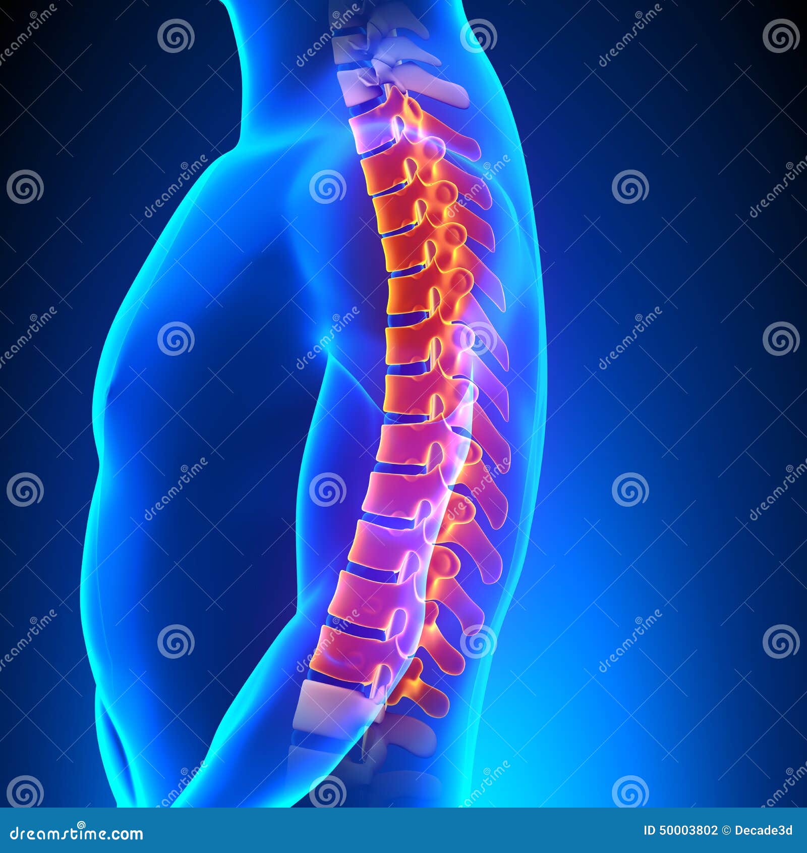 Spine Anatomy Realistic Chart Vector Illustration | CartoonDealer.com ... Spine Anatomy Realistic Chart Vector Illustration | CartoonDealer.com ...