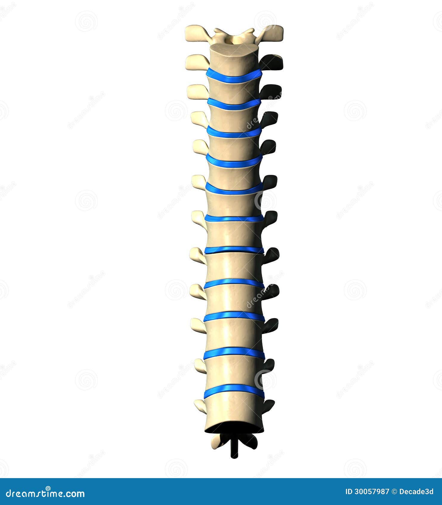 Thoracic Spine - Anterior View Royalty-Free Stock Photo | CartoonDealer ...