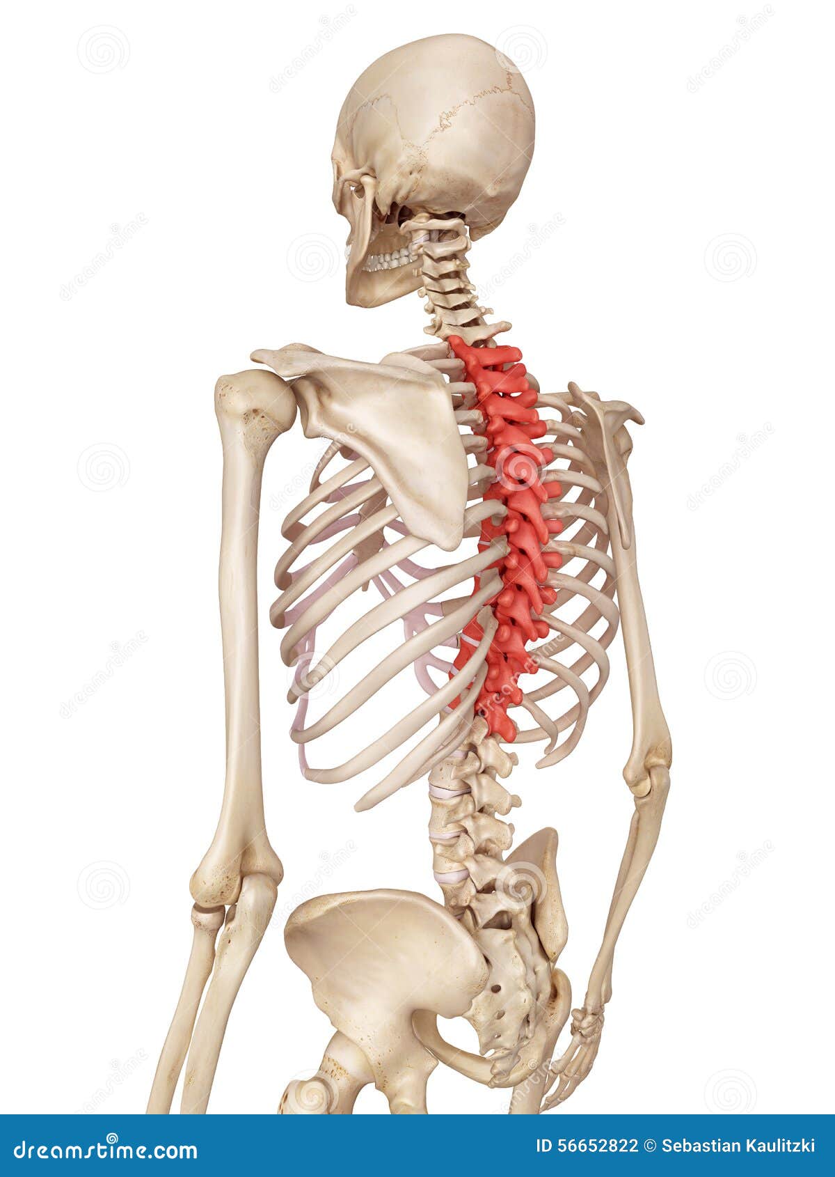 The thoracic spine stock illustration. Illustration of skeleton - 56652822