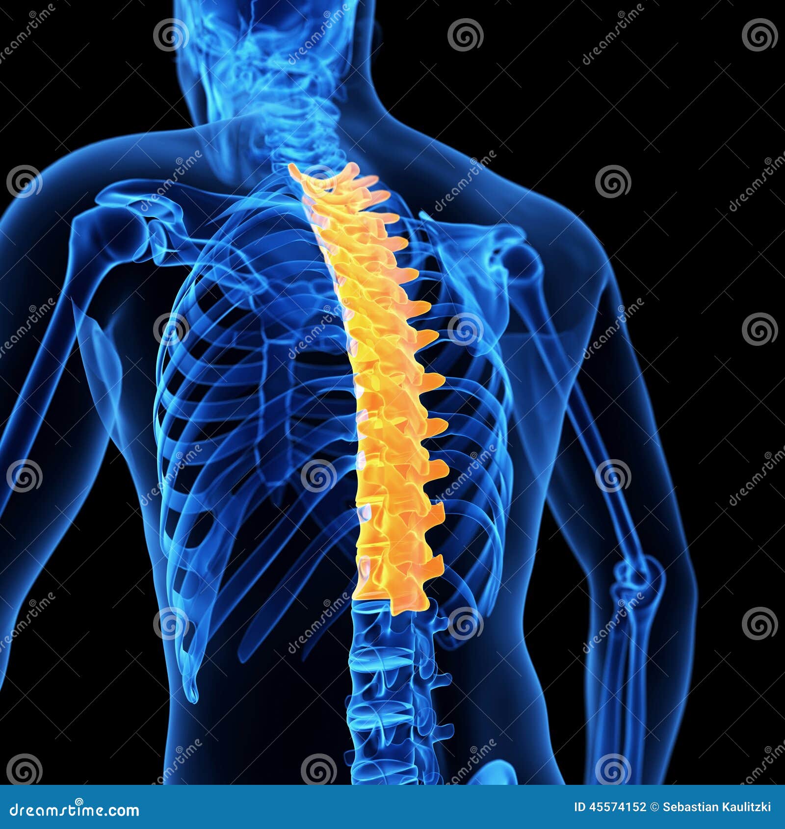 The thoracic spine stock illustration. Illustration of rendering - 45574152