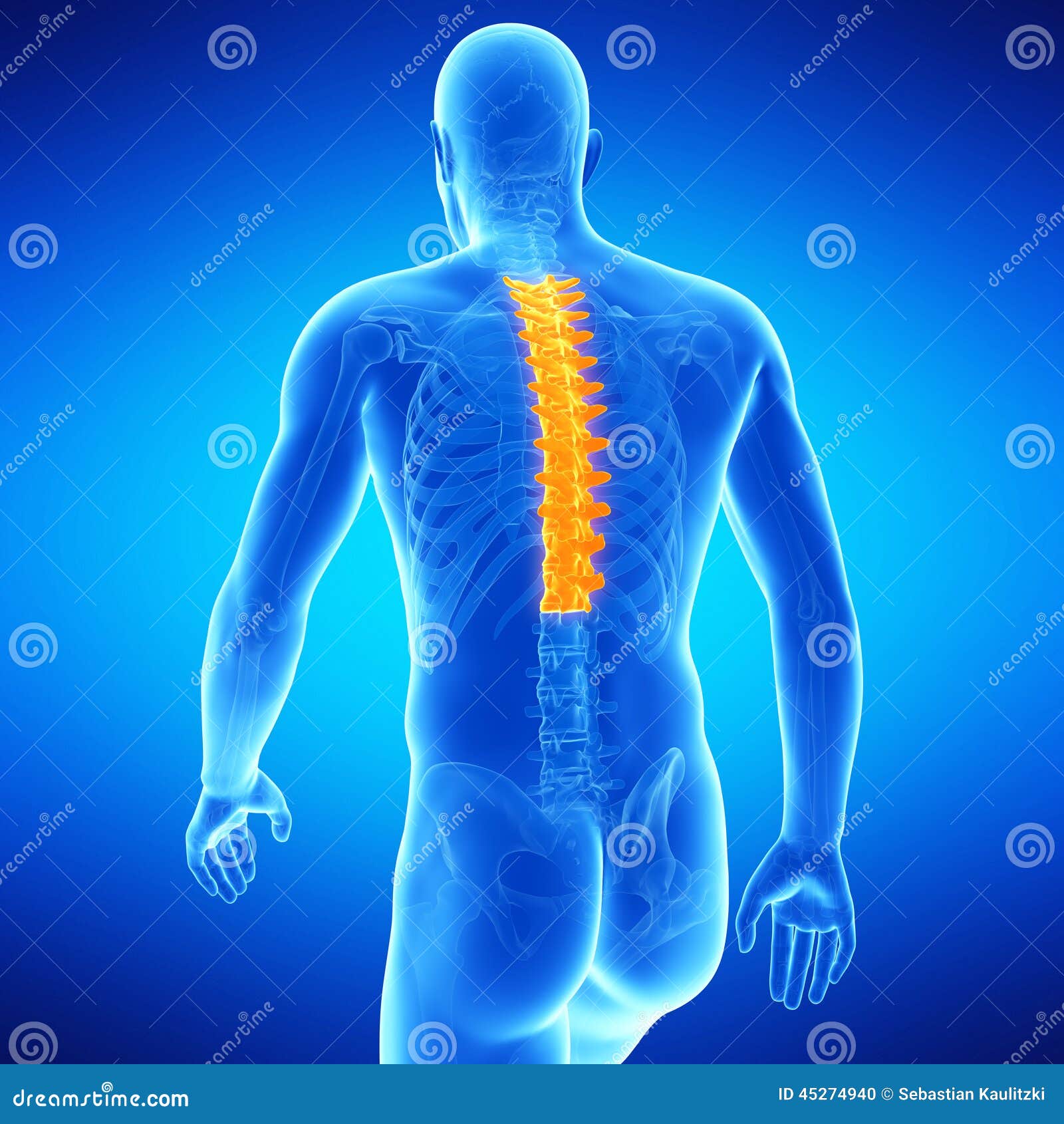 The thoracic spine stock illustration. Illustration of anatomy - 45274940