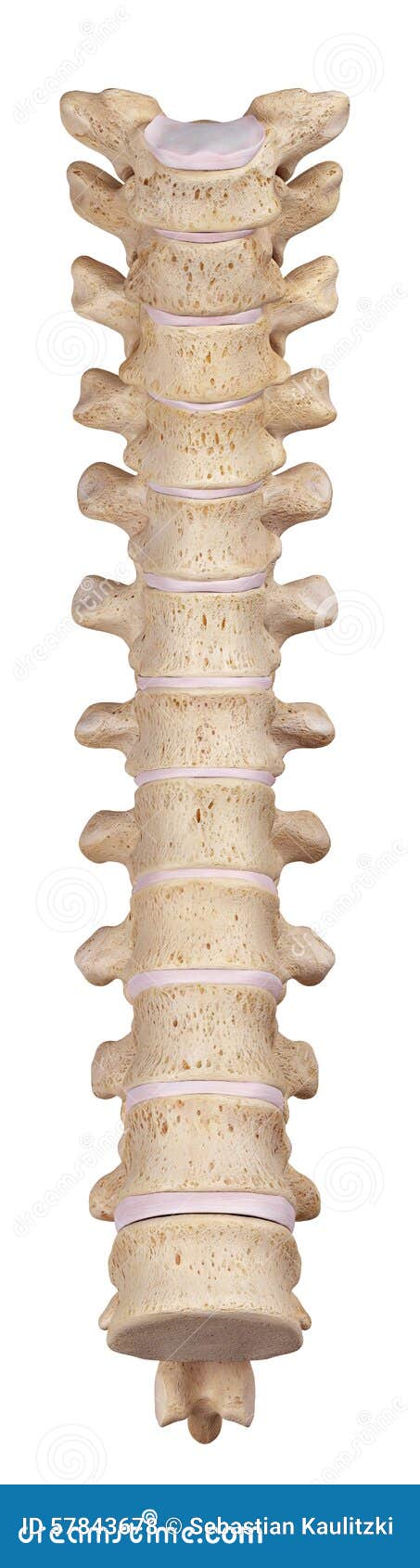 The thoracic spine stock illustration. Illustration of anatomical ...