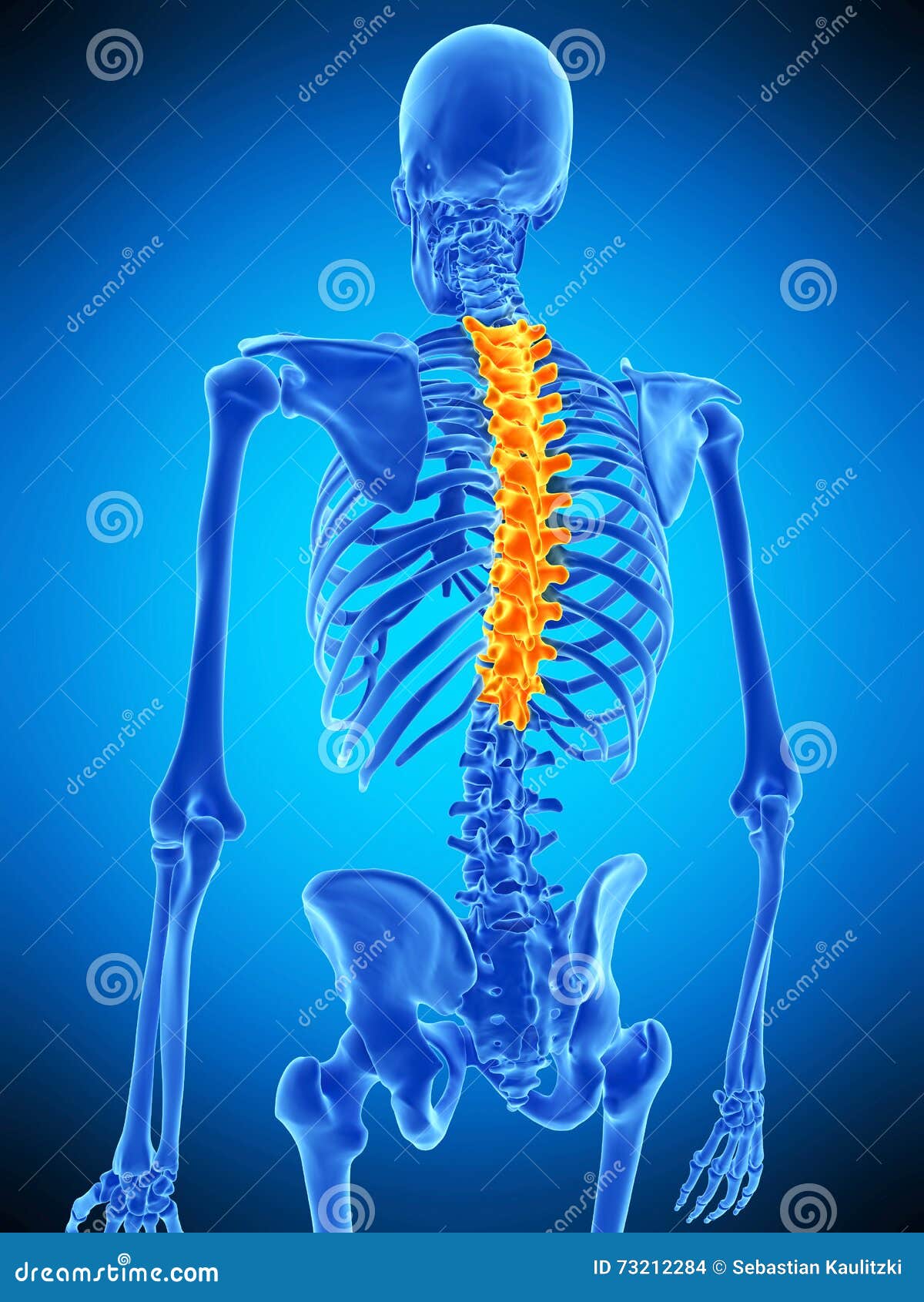 The thoracic spine stock illustration. Illustration of chronic - 73212284