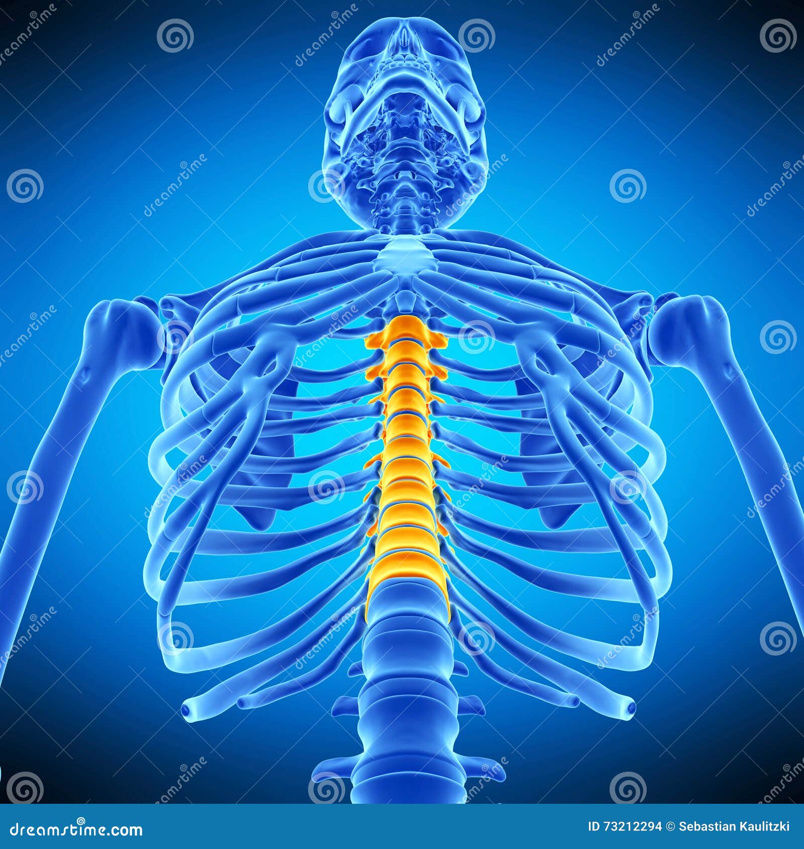 Thoracic Spine - Anterior View Royalty-Free Stock Photo | CartoonDealer ...
