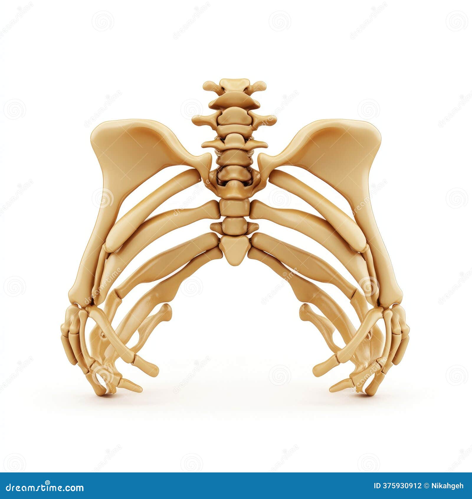 Human Thoracic Spine Anatomy Illustration Medical Illustration Skeletal ...