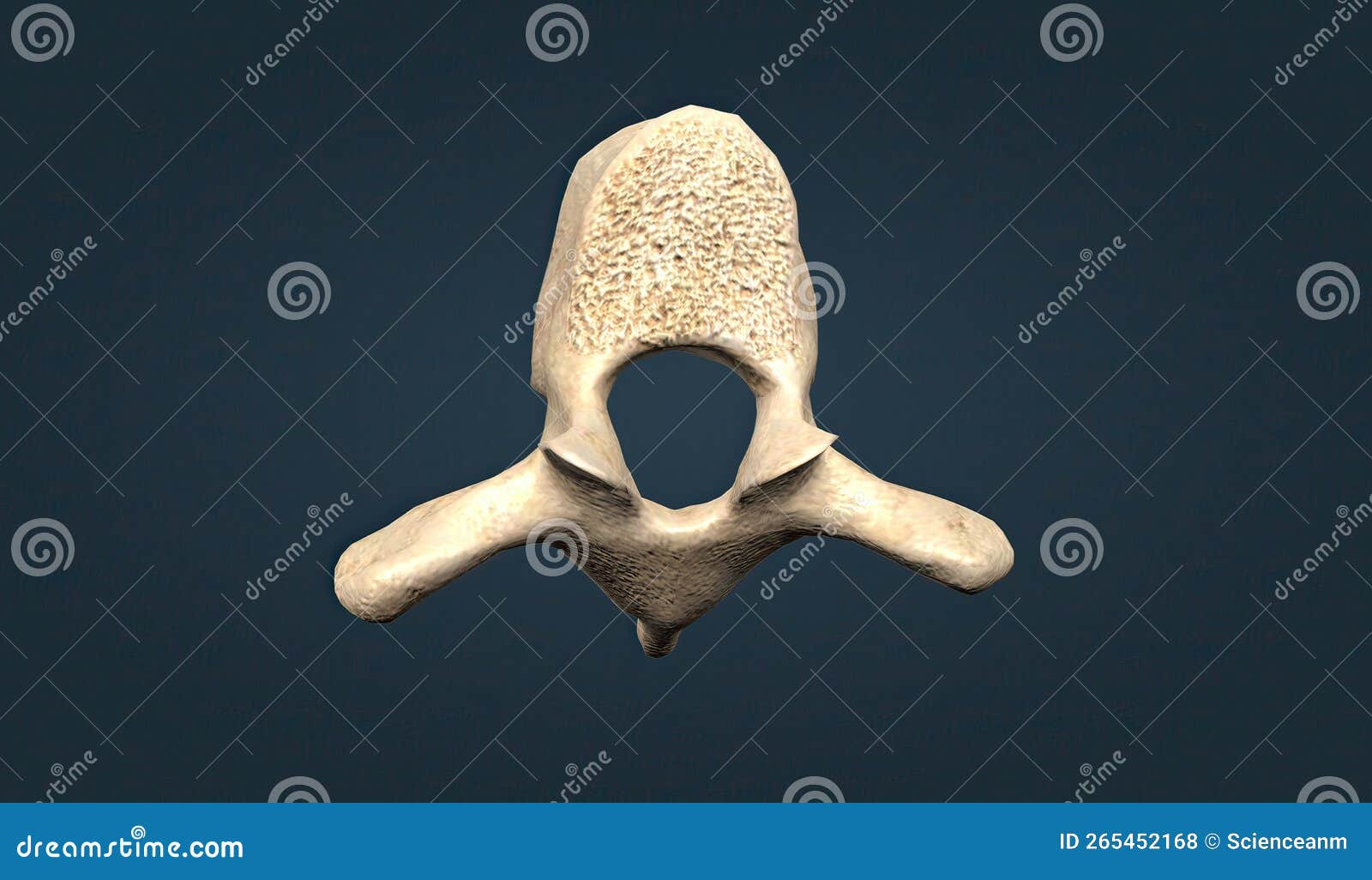 Thoracic Vertebrae Compose the Middle Segment of the Vertebral Column ...