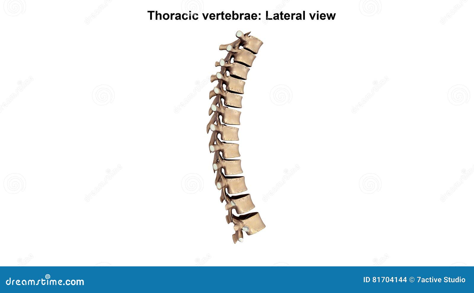 Thoracic Vertebrae Lateral View Stock Illustration - Illustration of ...