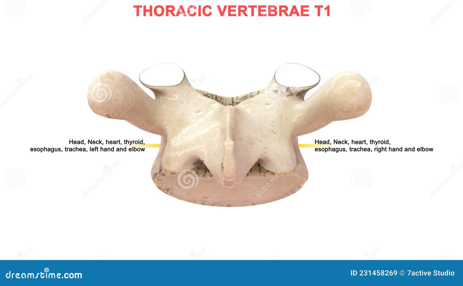 Thoracic Vertebrae or Thoracic Spine Bone T1 Stock Illustration ...