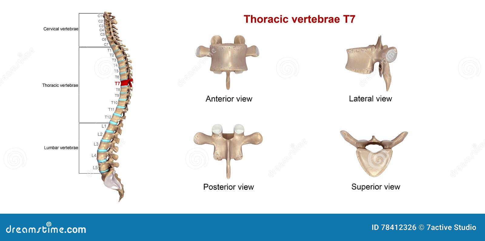 Thoracic vertebrae T7 stock illustration. Illustration of anatomical ...