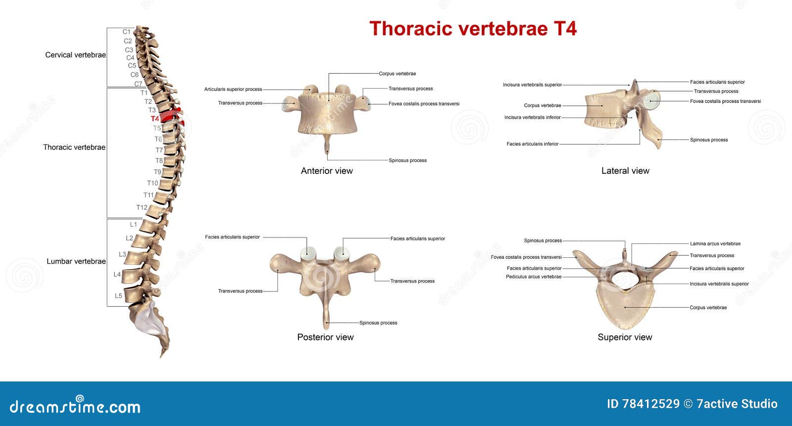 Thoracic vertebrae T4 stock illustration. Illustration of medical ...