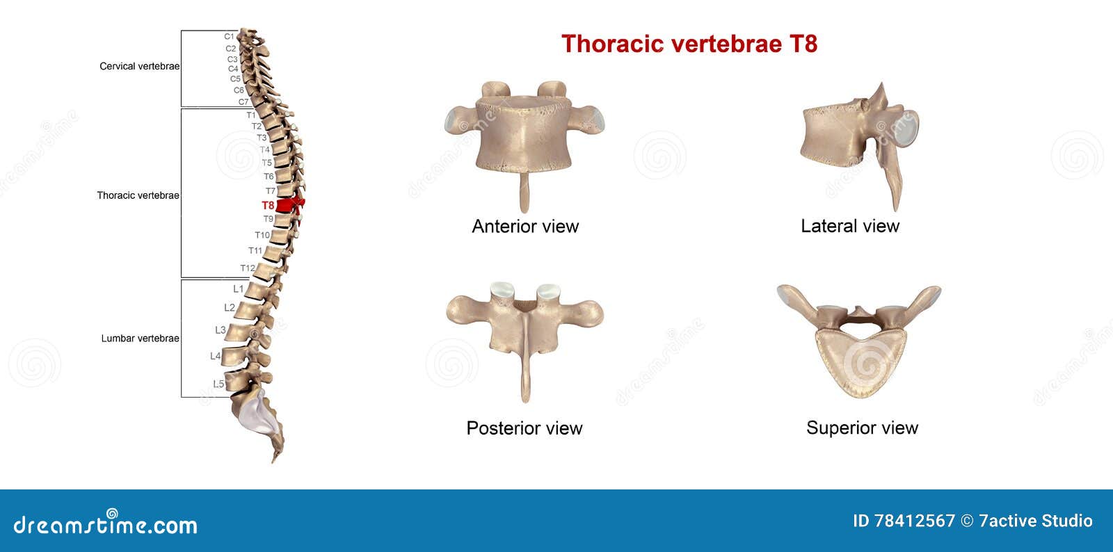 Thoracic vertebrae T8 stock illustration. Illustration of backbone ...