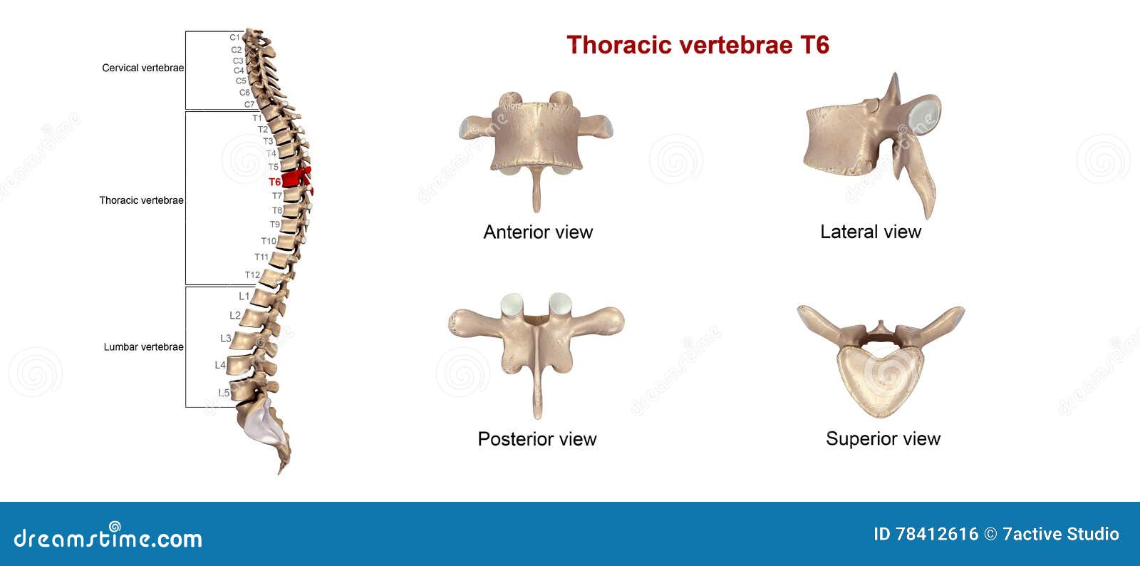Thoracic vertebrae T6 stock illustration. Illustration of anatomical ...