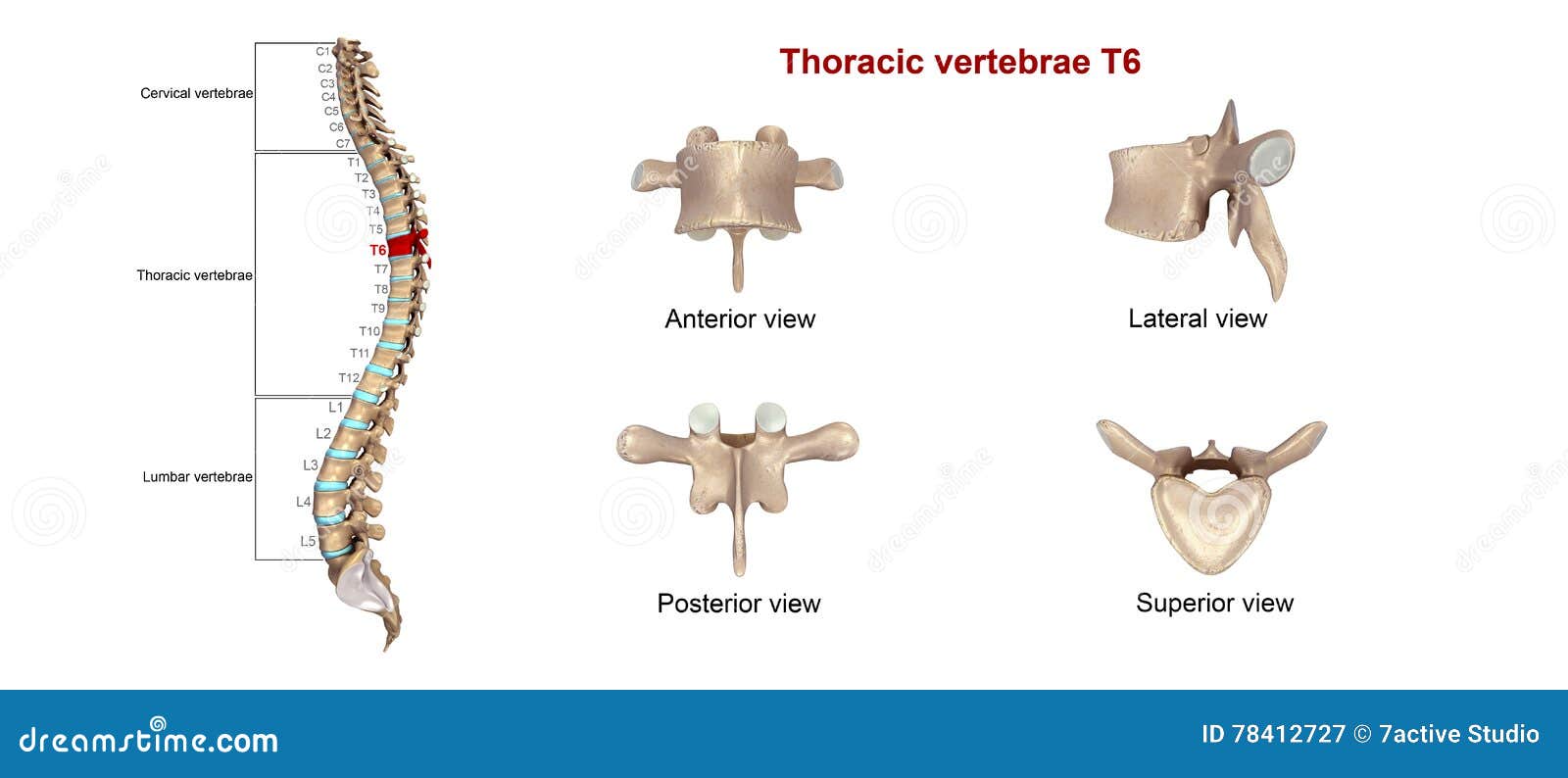 Thoracic vertebrae T6 stock illustration. Illustration of bones - 78412727