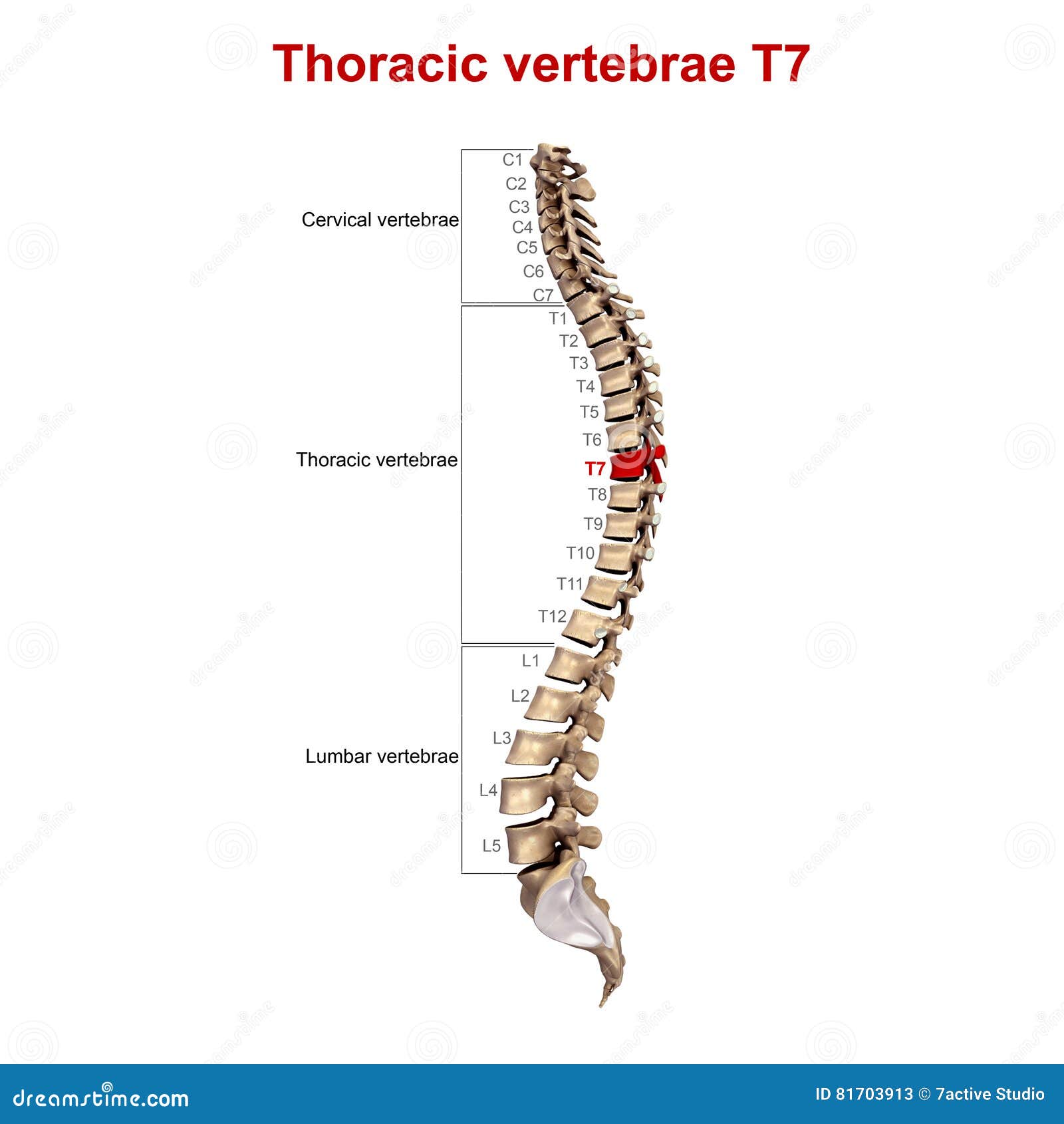 Thoracic vertebrae T7 stock illustration. Illustration of bones - 81703913