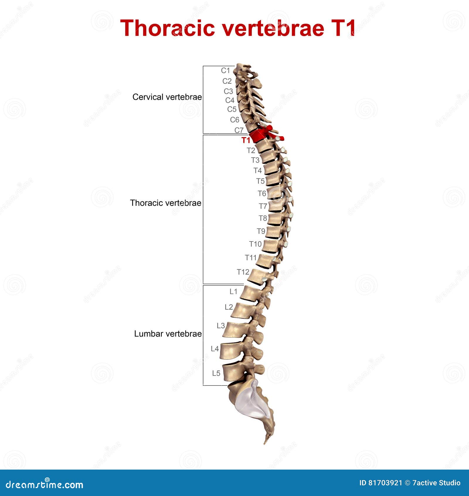 Thoracic vertebrae T1 stock illustration. Illustration of bone - 81703921
