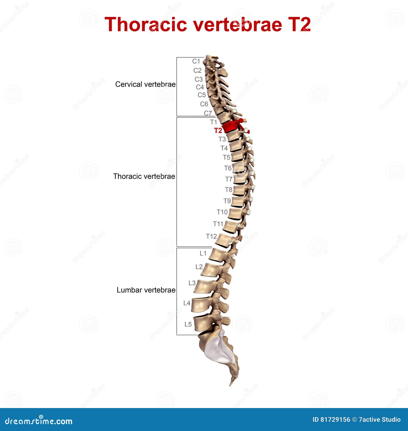 Thoracic Vertebrae T2 Stock Photo | CartoonDealer.com #81729156