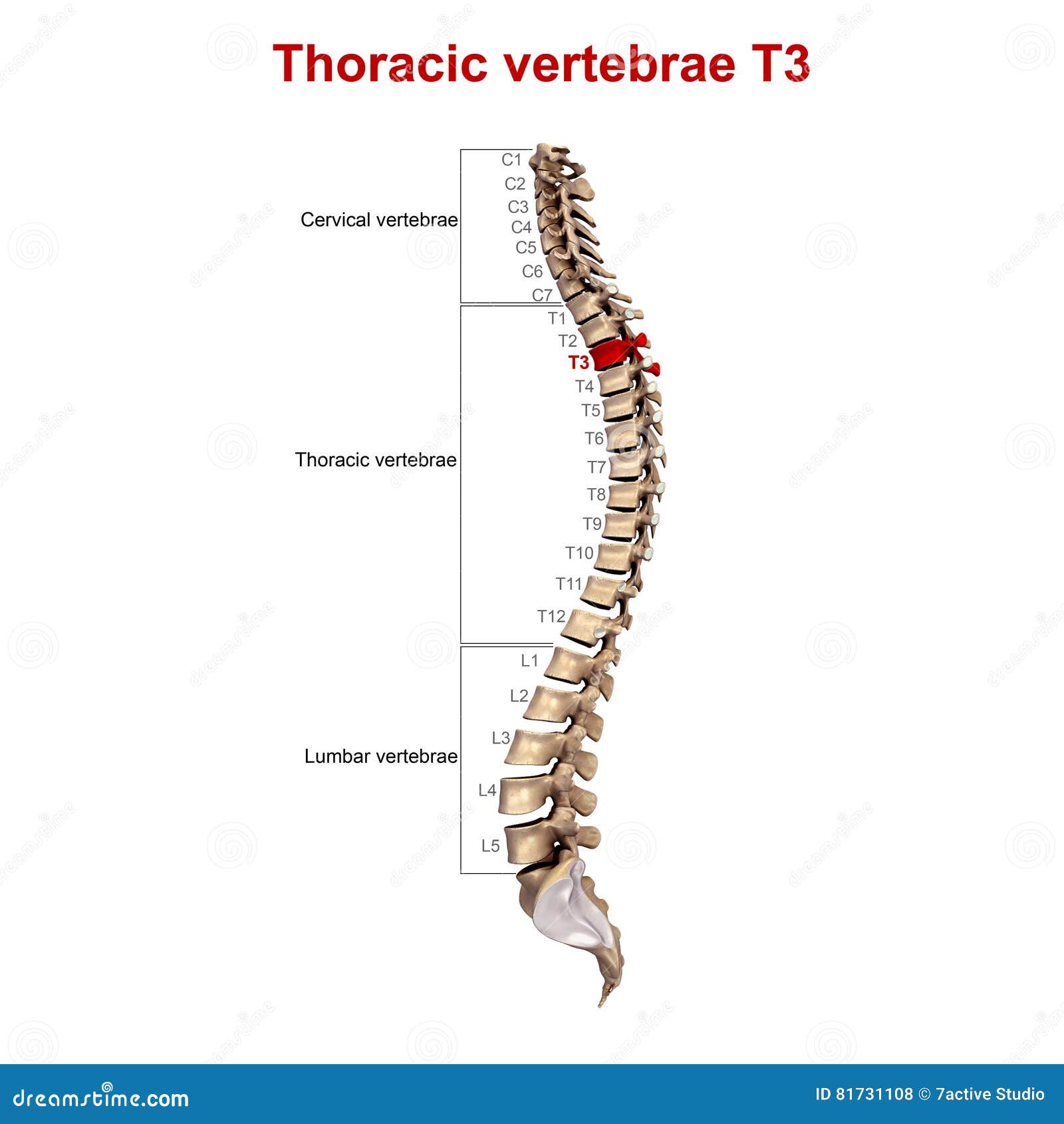 Thoracic vertebrae T3 stock illustration. Illustration of thoracic ...